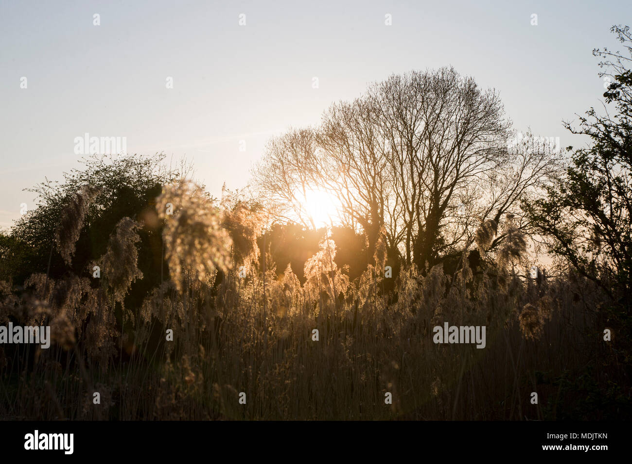 Sunset under the treeline Stock Photo - Alamy