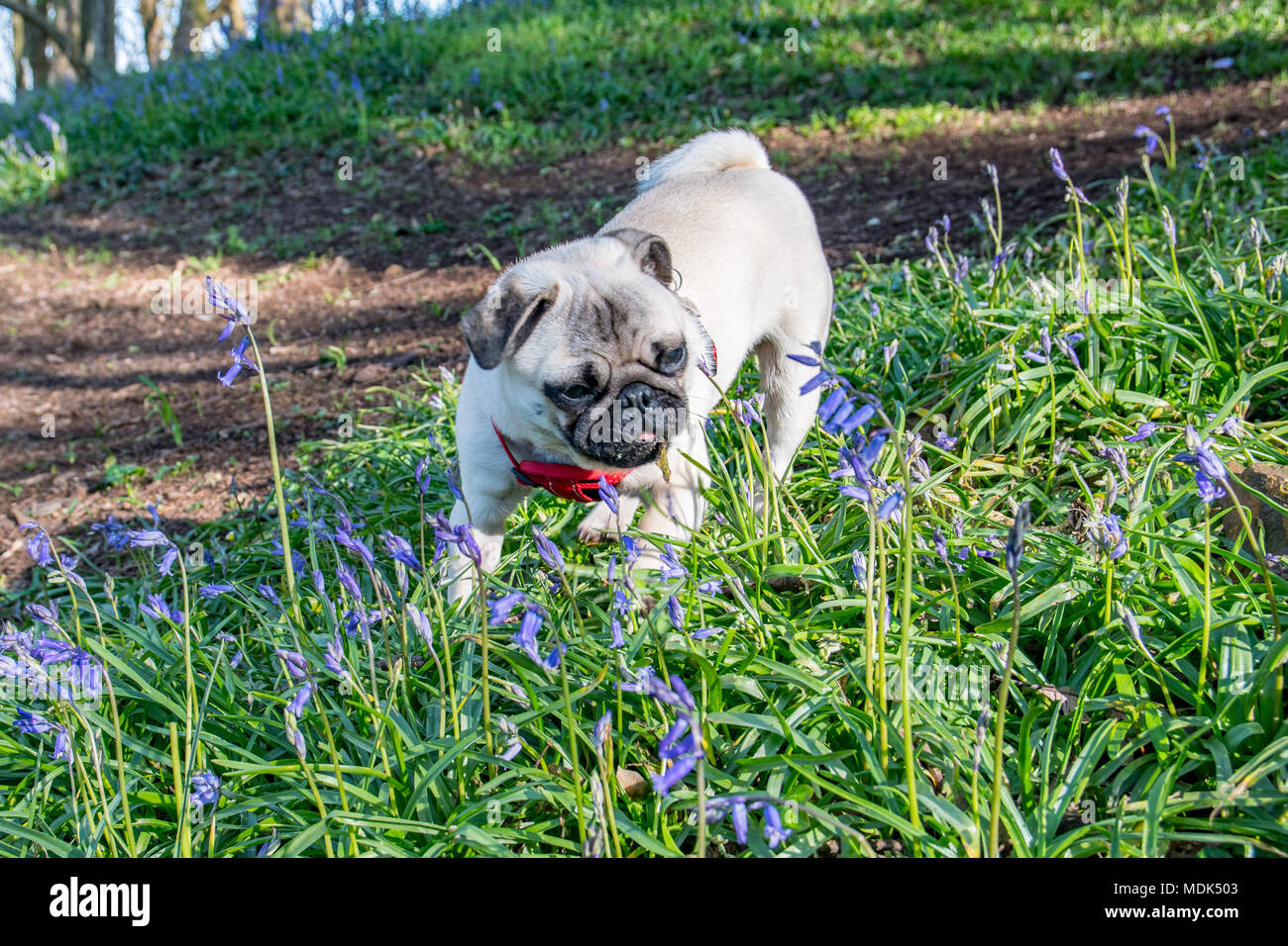 Newlyn, Cornwall, UK. 20th April 2108. UK Weather. Titan the pug out in ...