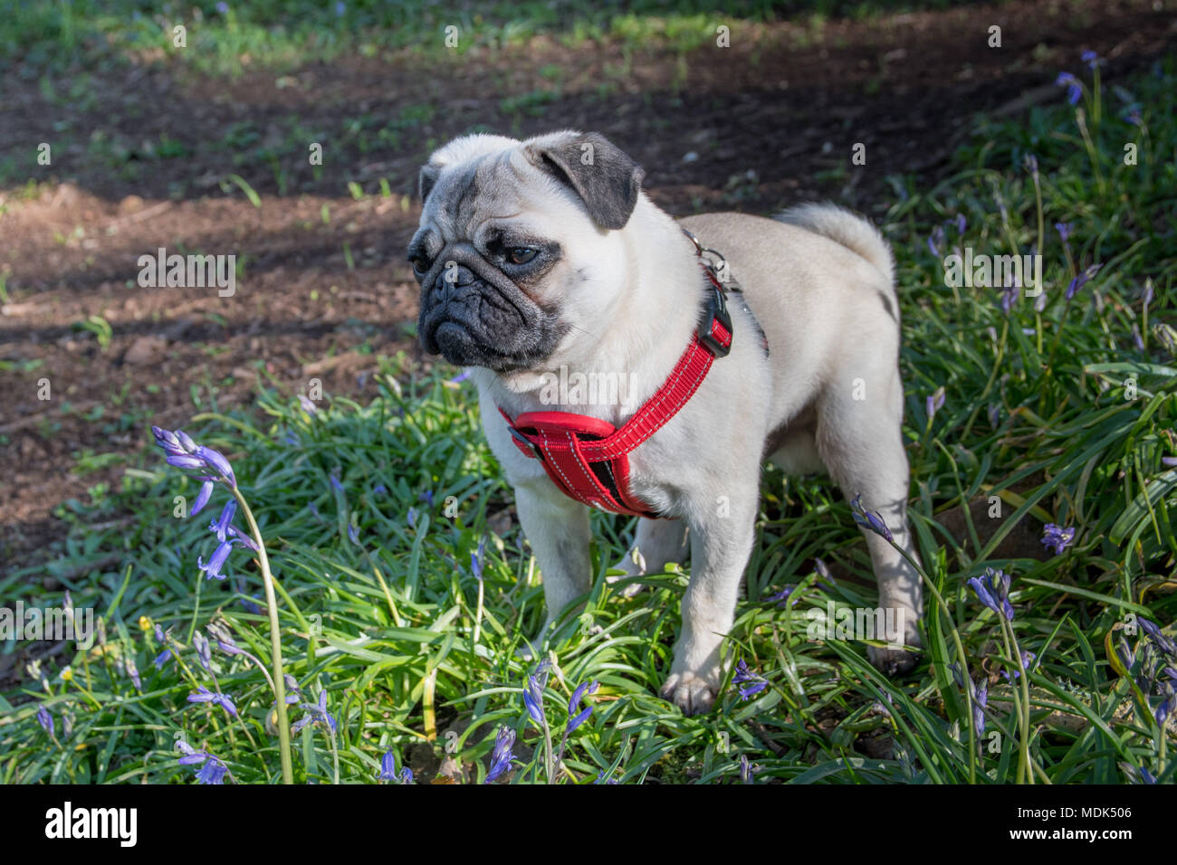 Newlyn, Cornwall, UK. 20th April 2108. UK Weather. Titan the pug out in ...