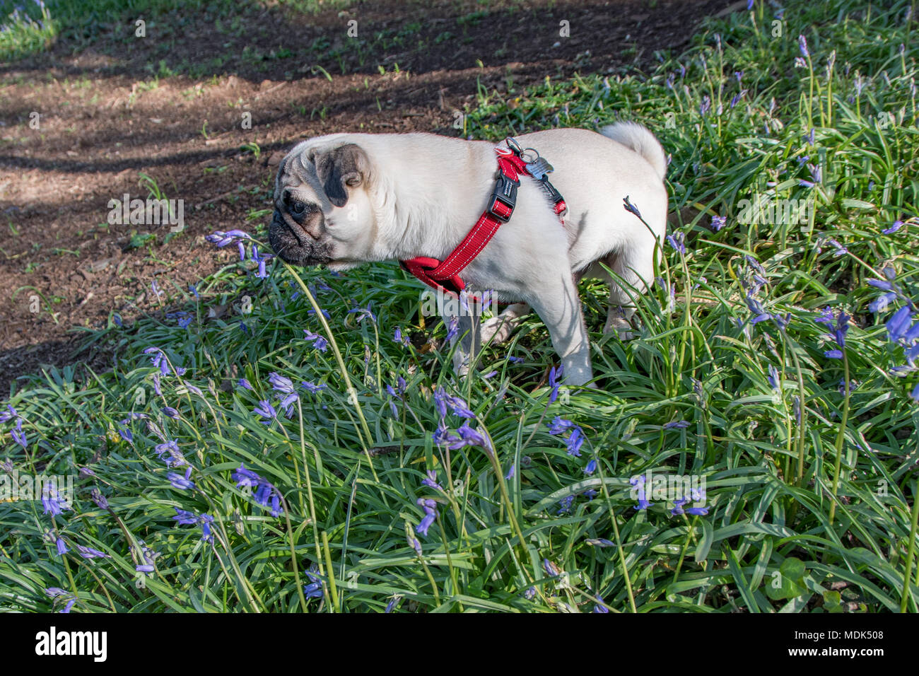 Newlyn, Cornwall, UK. 20th April 2108. UK Weather. Titan the pug out in ...