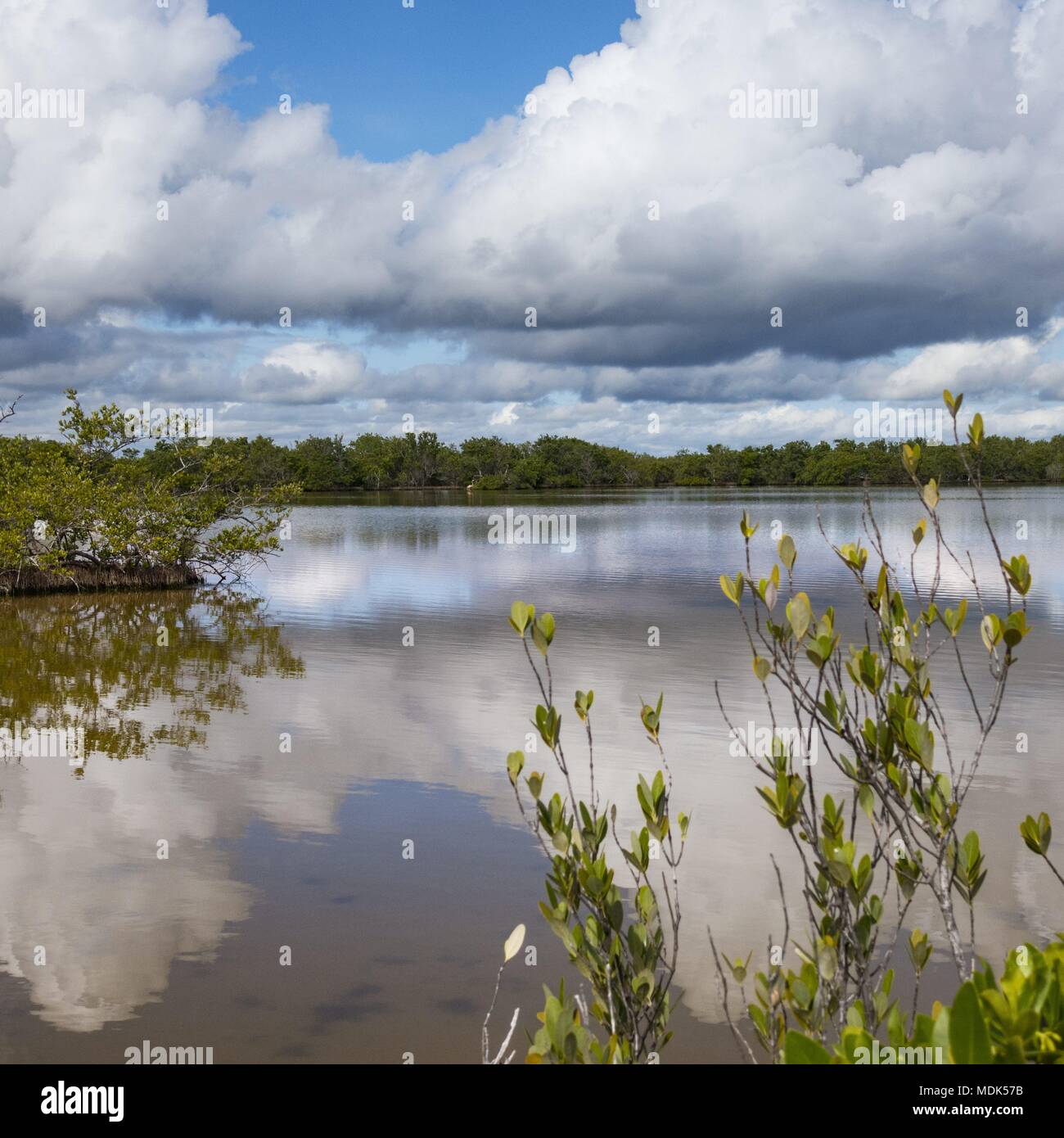 Zapata swamp national park hi-res stock photography and images - Alamy