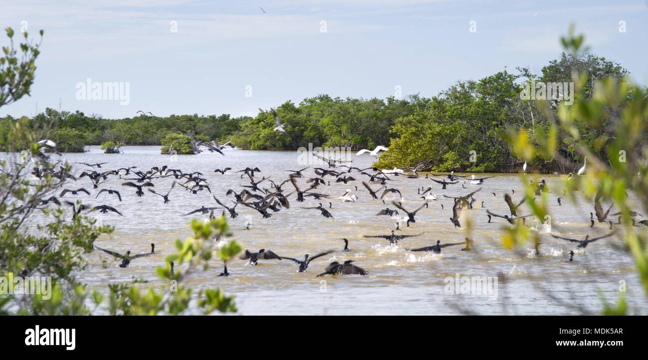 Zapata swamp national park hi-res stock photography and images - Alamy