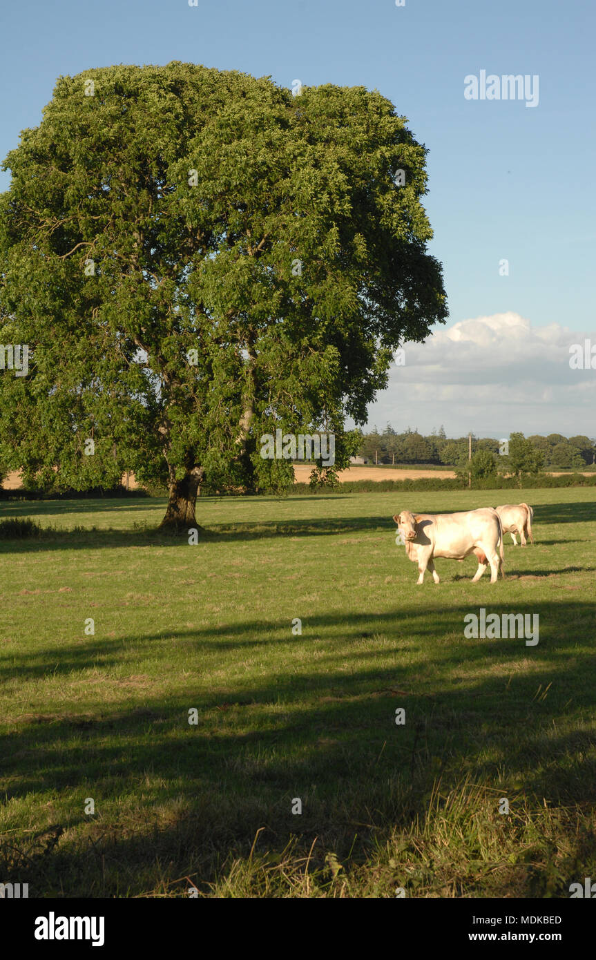 Two white cows or cattle in green field with large tree on a summers ...