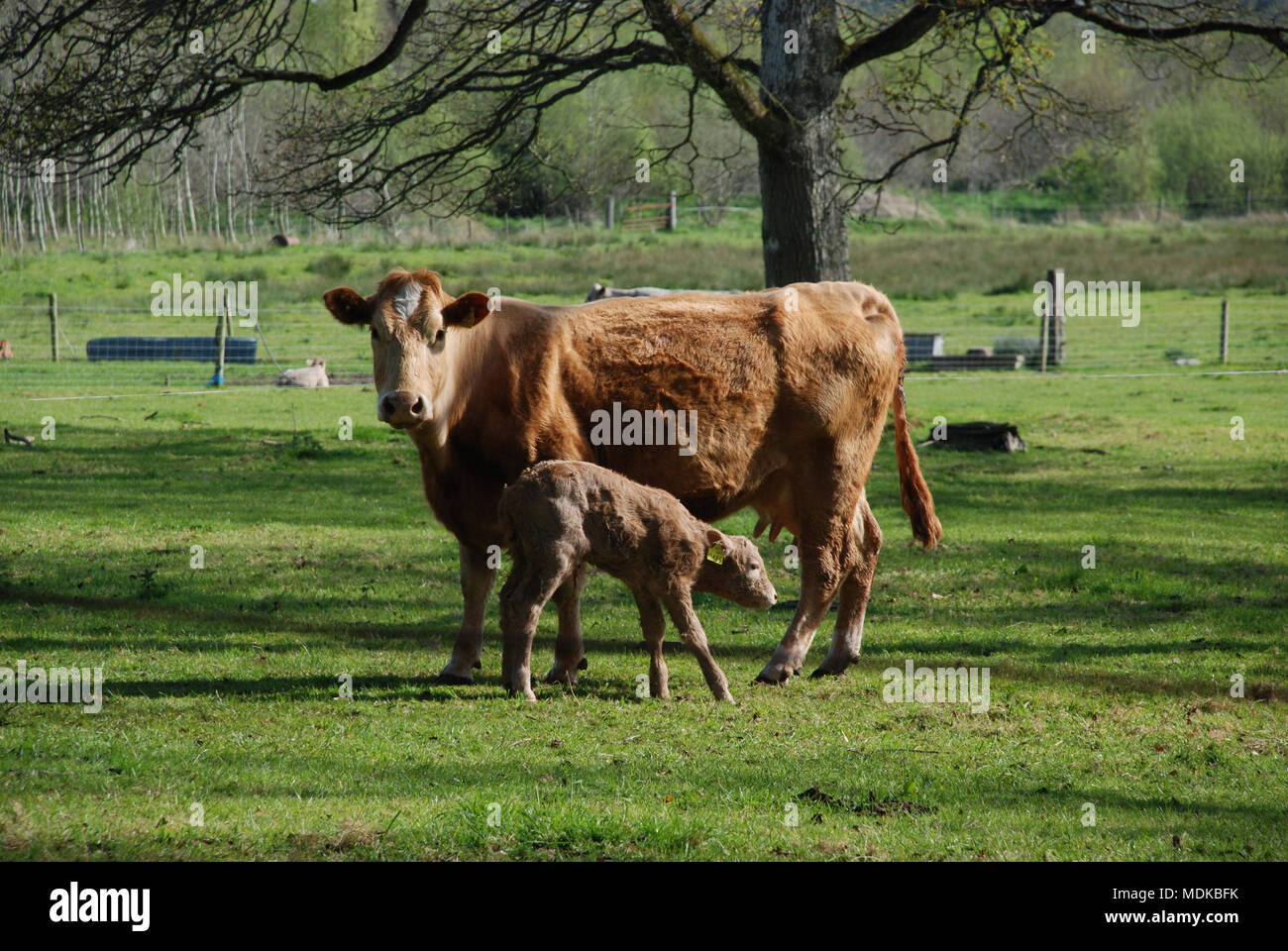 Mother Cow and Calf in green field with tree and trough in Landscape ...