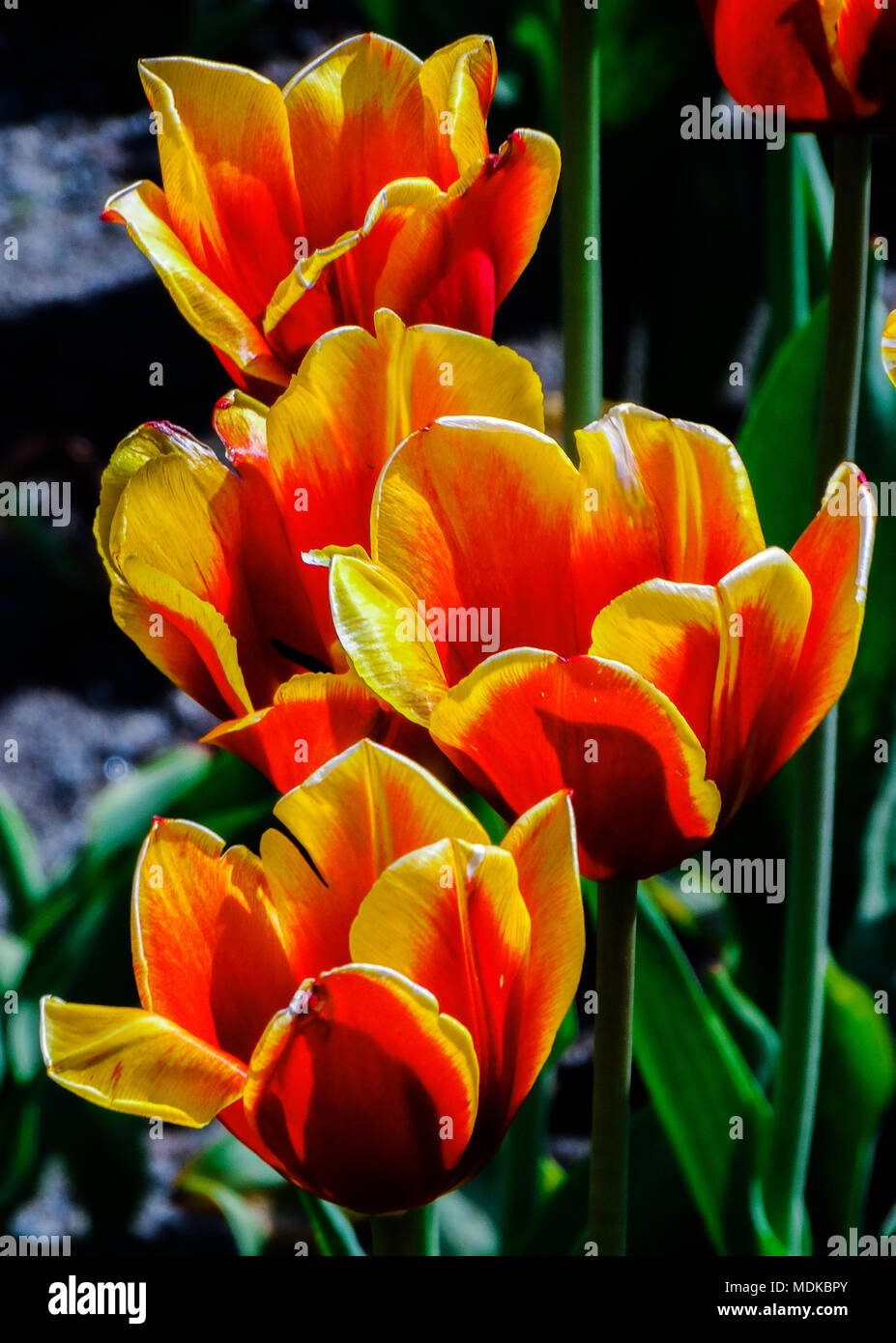 Orange and yellow tulips with sunlight in a garden Stock Photo - Alamy
