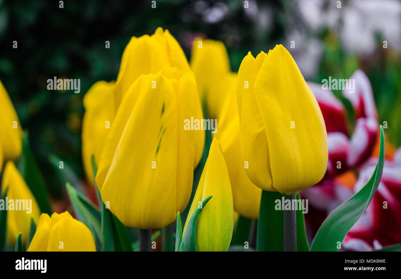 Yellow tulips with garden background Stock Photo - Alamy