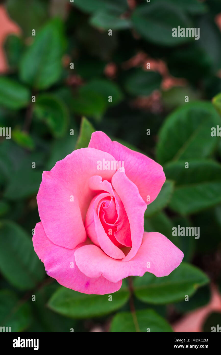 Rose aerial hi-res stock photography and images - Alamy
