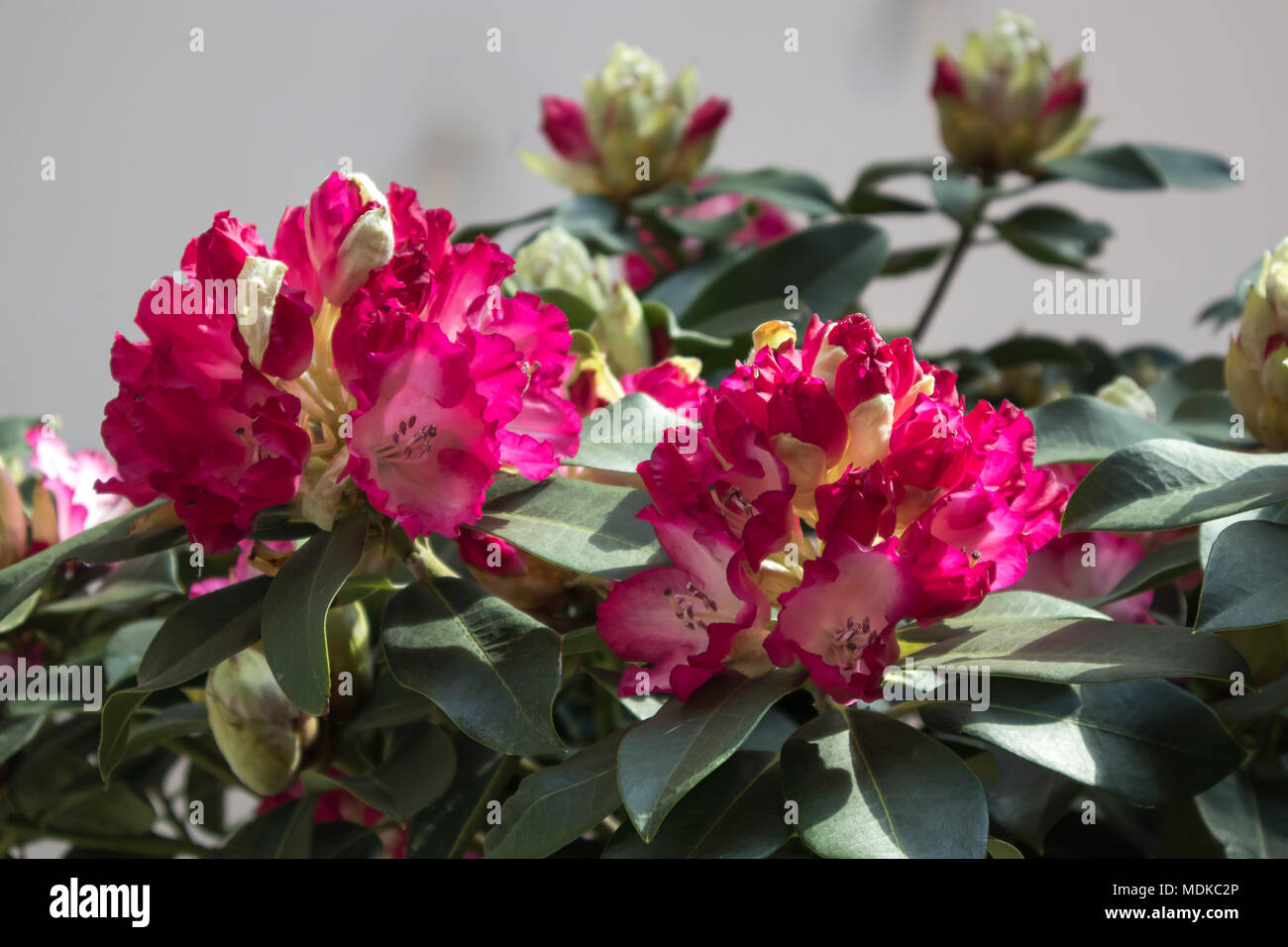 Pericat hybrid azaleas - Mrs. Fisher, Rhododendron Ericaceae, New York ...