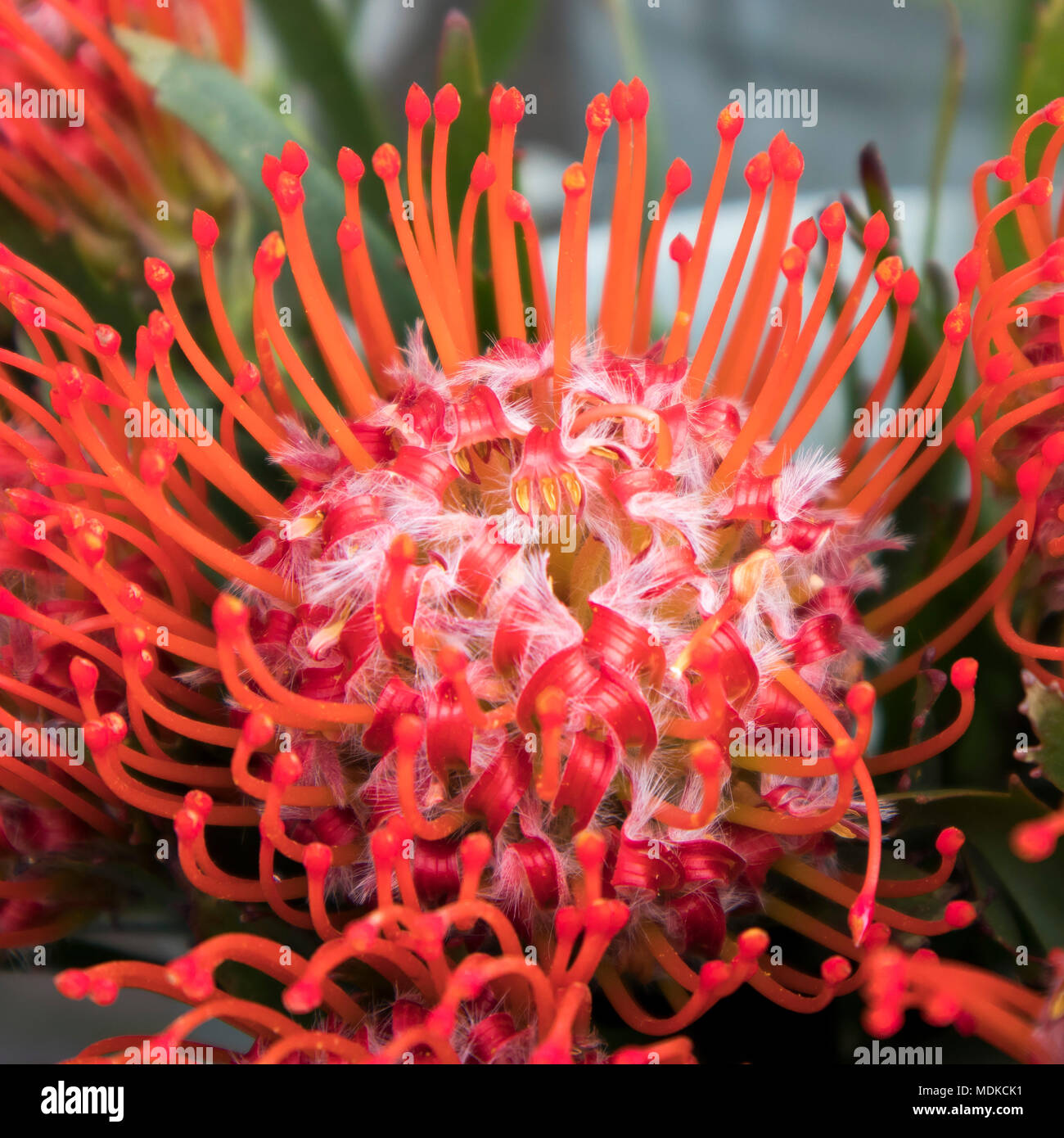 the Pincushion Proteas orange, Leucospermum cordifolium, South Africa ...