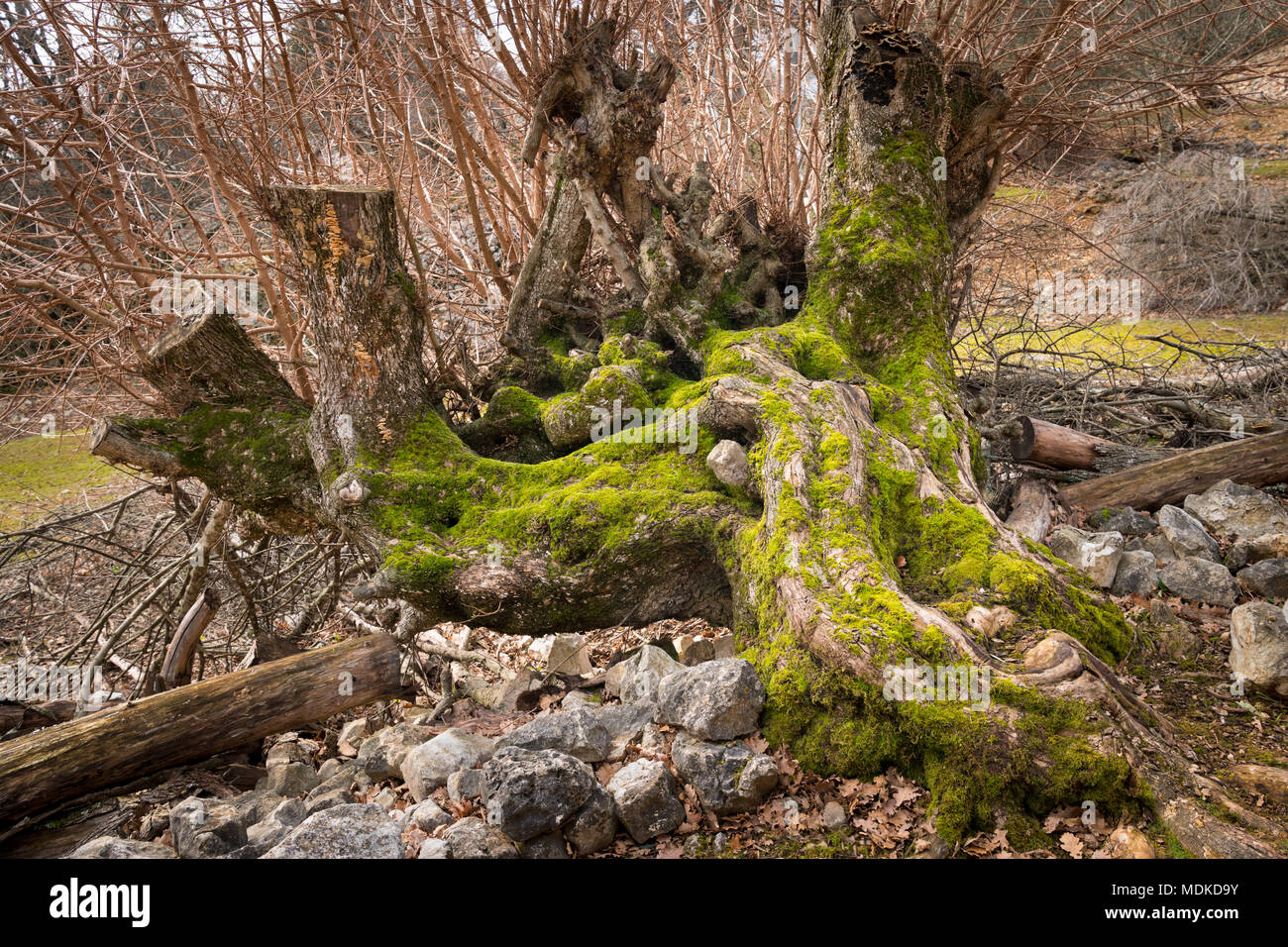 Remains and roots of a very old tree in a forest in Croatia (Island ...