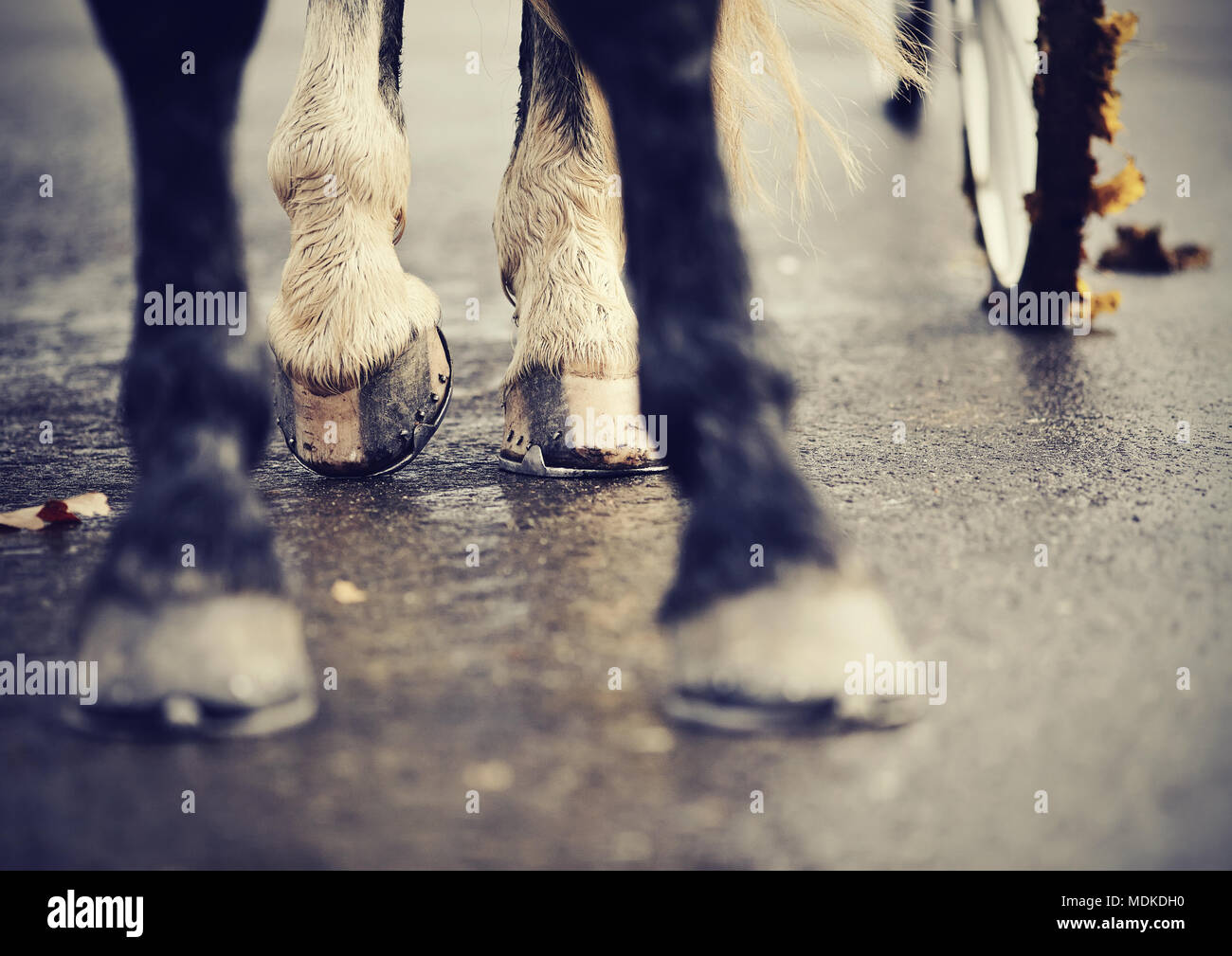 Horse-drawn transport. Legs of the horse harnessed in the carriage ...