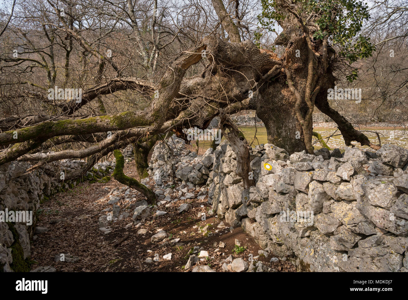 Fallen tree across an old road in Croatia (island Cres Stock Photo - Alamy