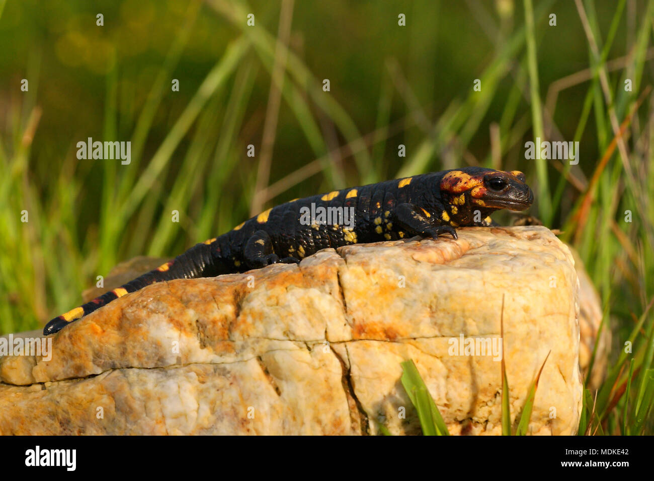 Salamandra salamandra gallaica hi-res stock photography and images - Alamy