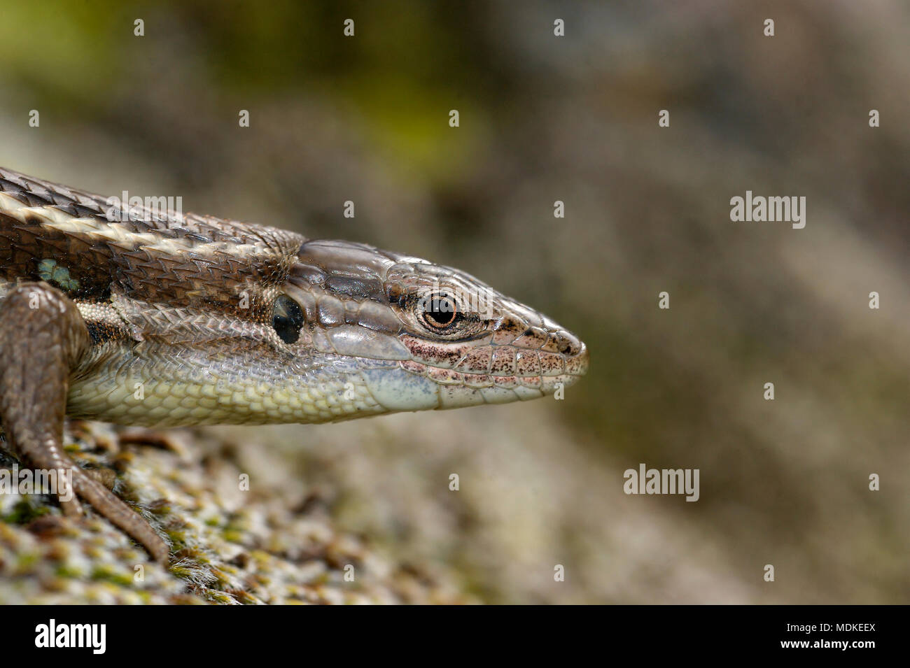 Ophidia serpentes squamata animal hi-res stock photography and images ...