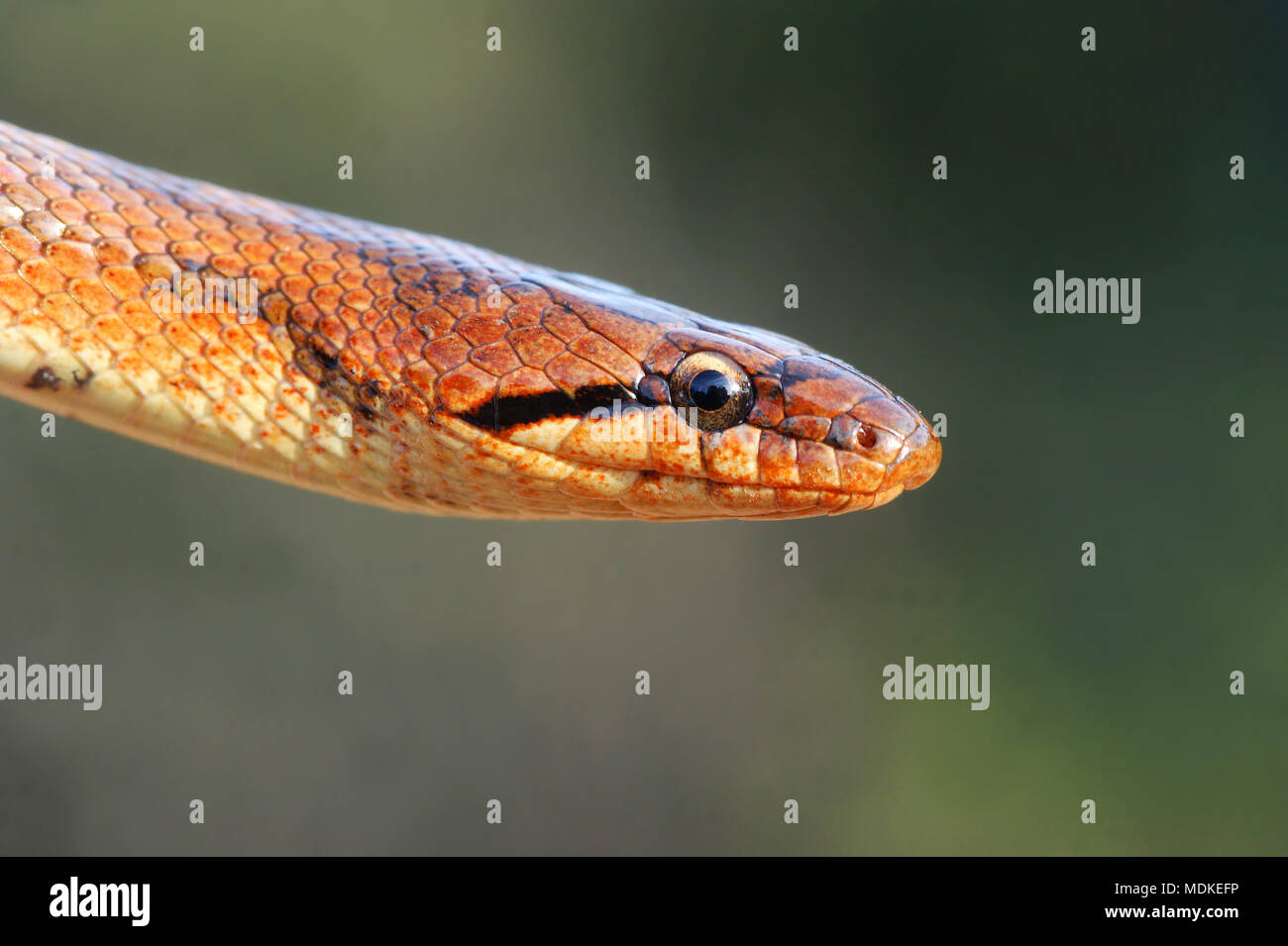 Snakes of spain hi-res stock photography and images - Alamy