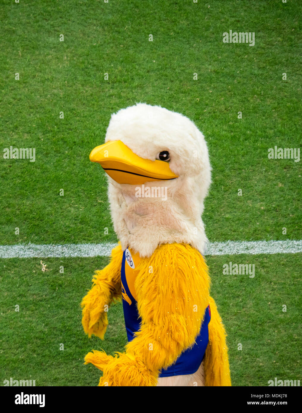 The West Coast Eagles team mascot Rick the "Rock Stock Photo - Alamy