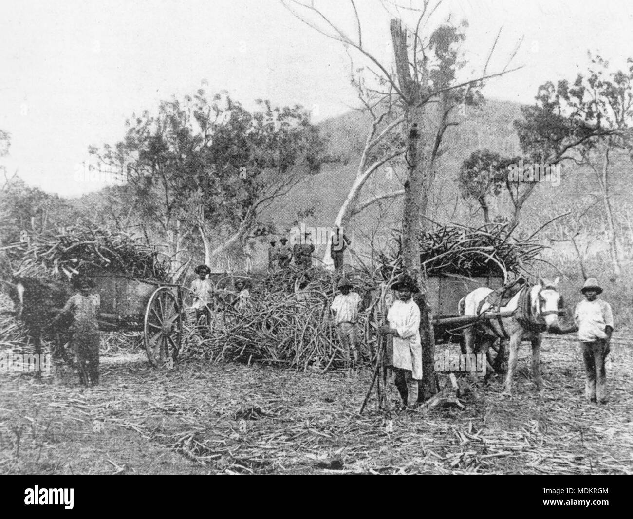 Australian South Sea Islanders with wagons loaded with sugar cane Stock ...