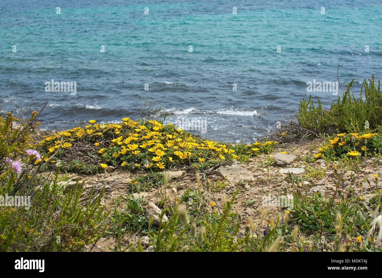 Spring flowers mallorca hi-res stock photography and images - Alamy