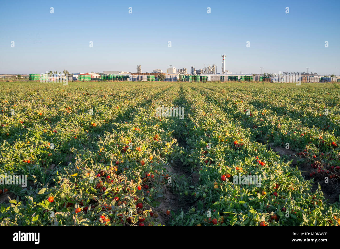 Tomato factory hi-res stock photography and images - Alamy