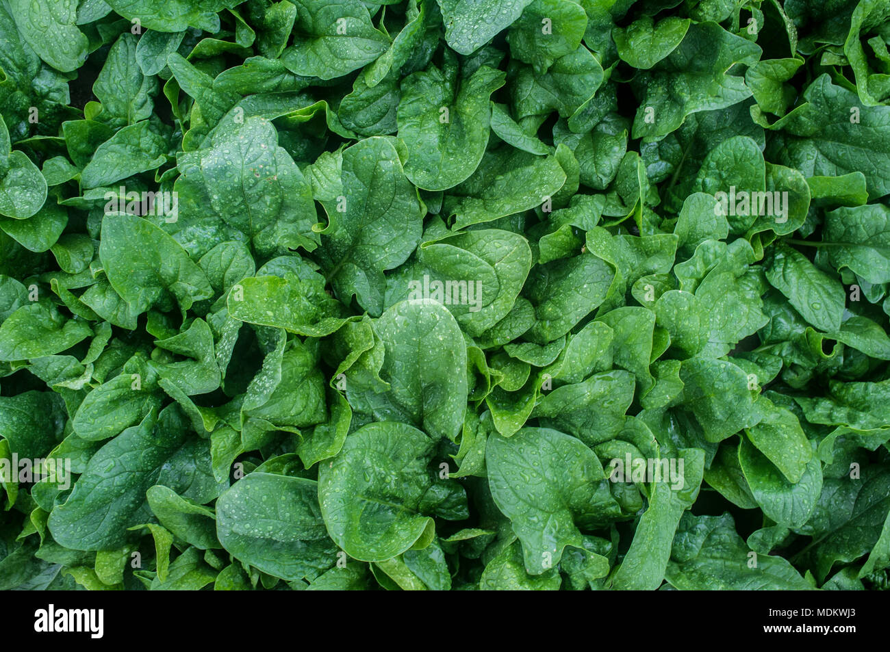 Growing spinach hi-res stock photography and images - Alamy