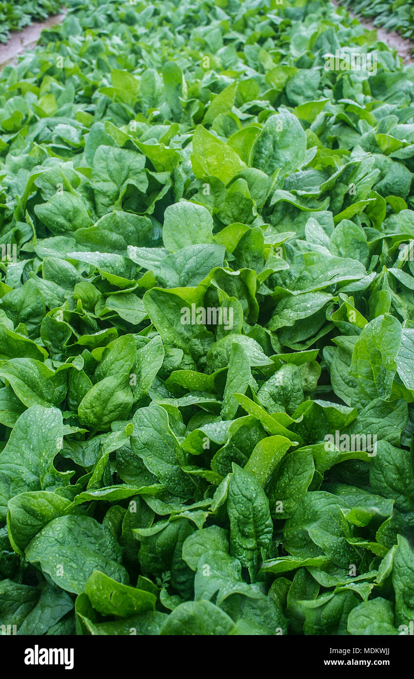 Spinach plantation at Vegas Bajas del Guadiana, Spain. Overhead shot ...
