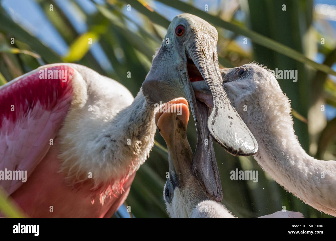 Roseate Spoonbill in Florida Stock Photo - Alamy
