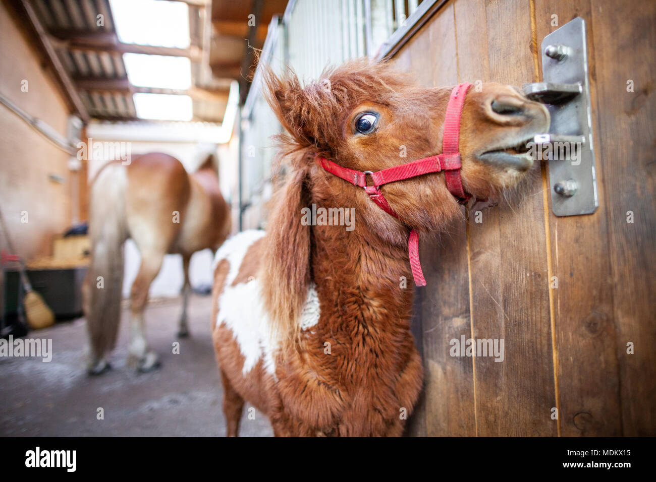 Pony stable hi-res stock photography and images - Alamy