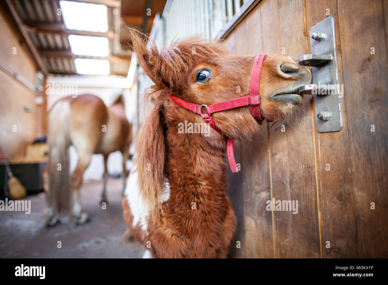 Pony stable hi-res stock photography and images - Alamy