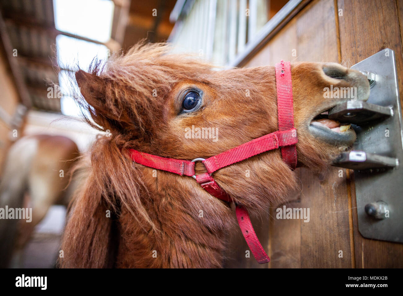 Portrait of a Shetlandpony in a stable Stock Photo - Alamy