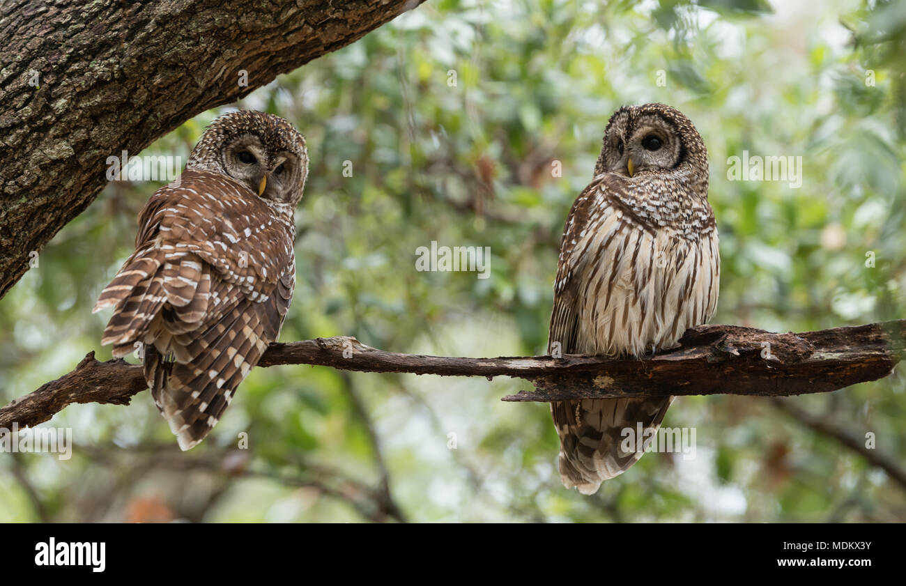 Barred Owl in Florida Stock Photo - Alamy