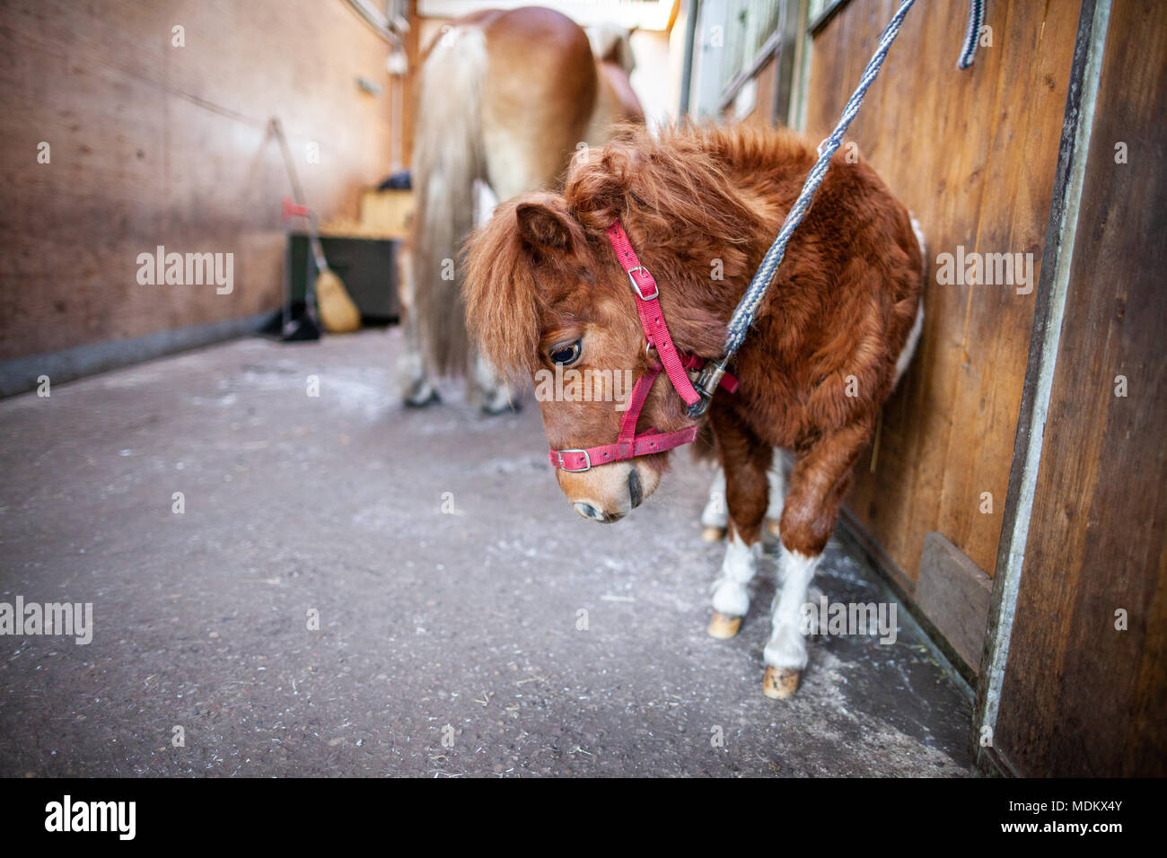 Portrait of a Shetlandpony in a stable Stock Photo - Alamy