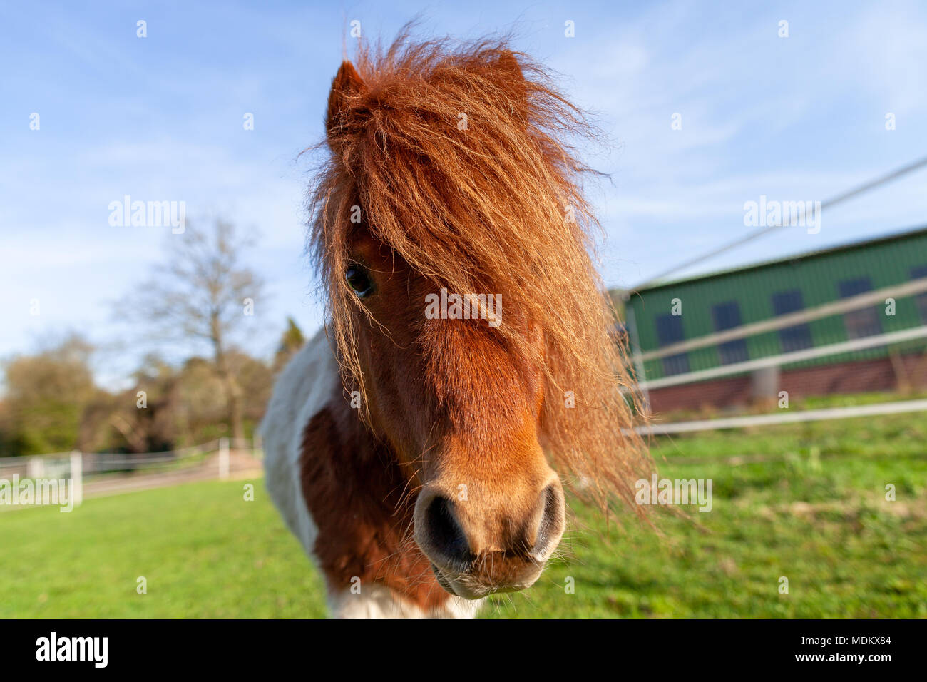 Shetland pony face hi-res stock photography and images - Alamy