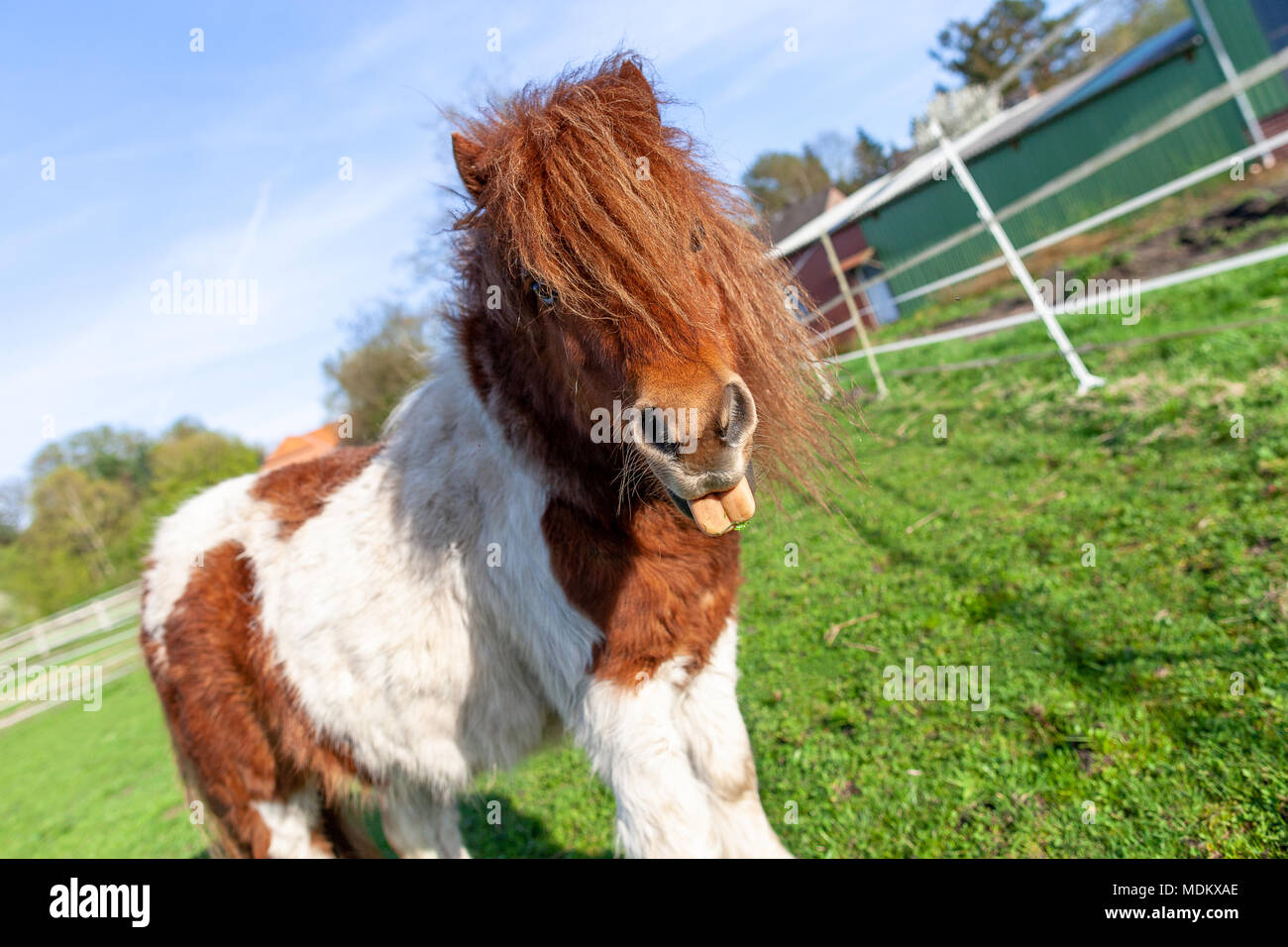 Shetland pony face hi-res stock photography and images - Alamy