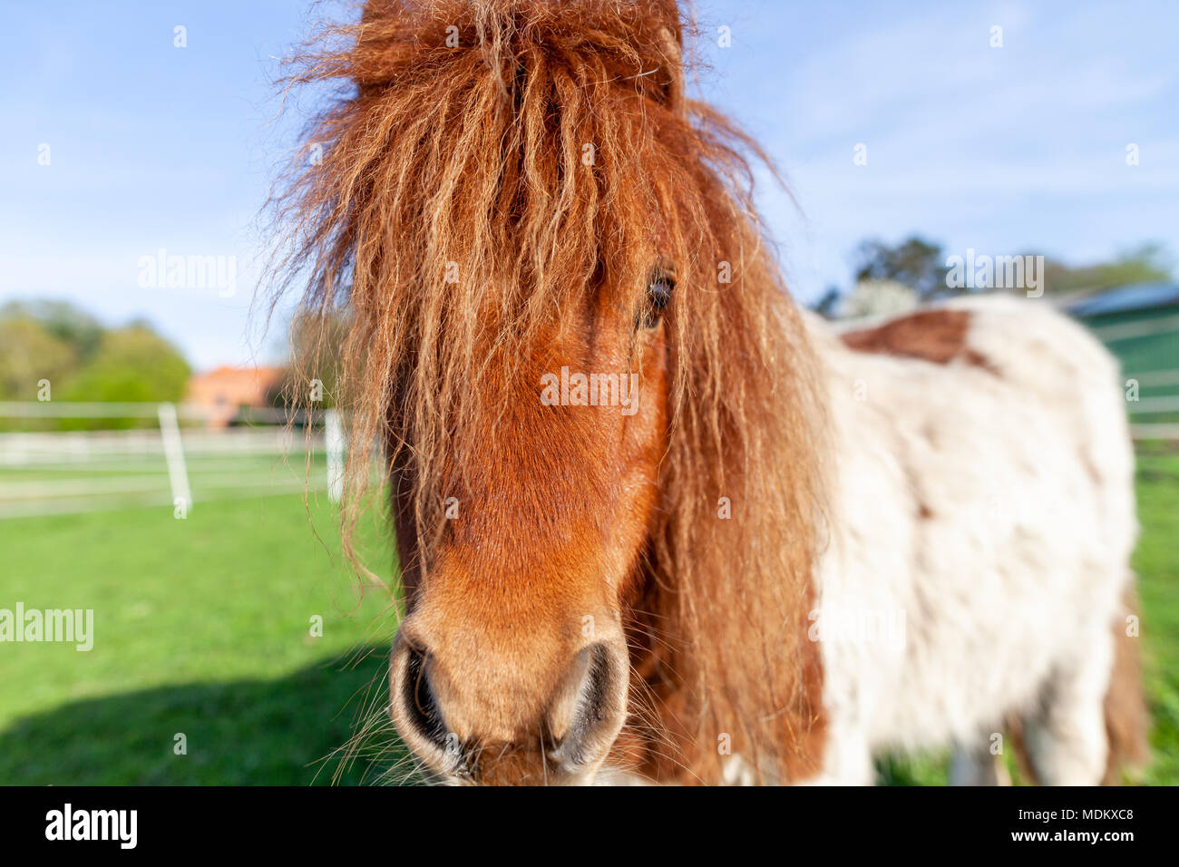 Portrait of a Shetlandpony on a green meadow Stock Photo - Alamy