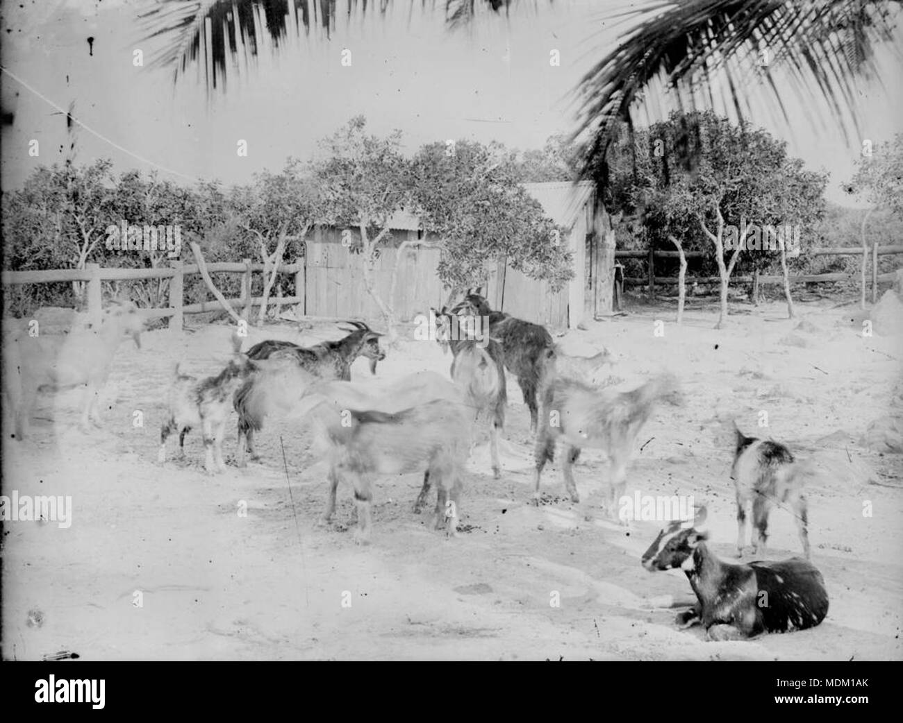 Goats reared by the early missionaries at Hope Valley Lutheran Stock ...
