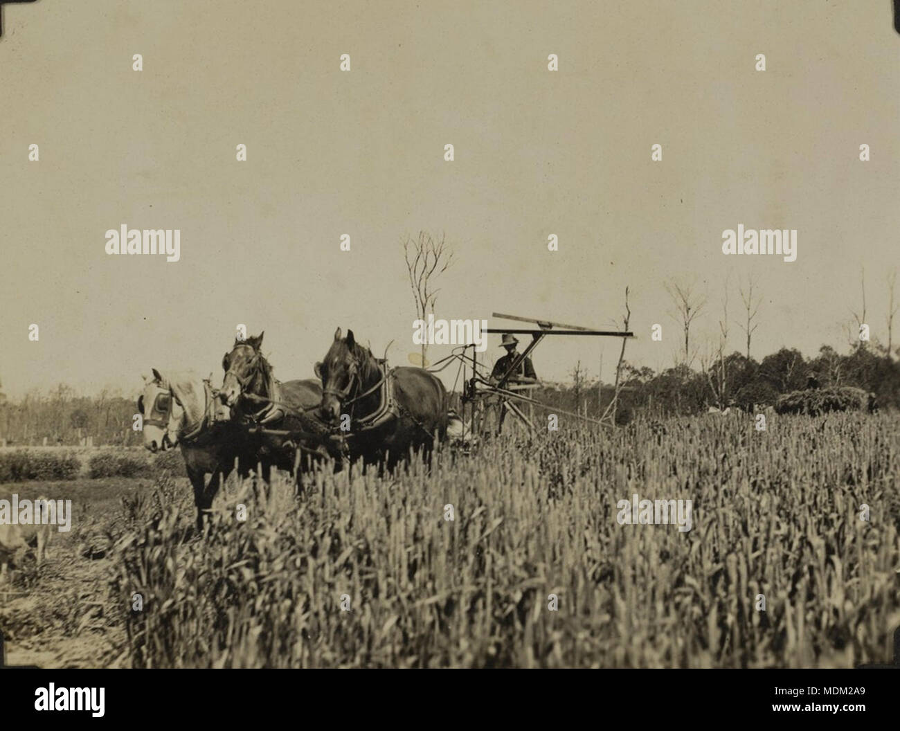 Harvesting the first crop of wheat on land reclaimed from Stock Photo ...