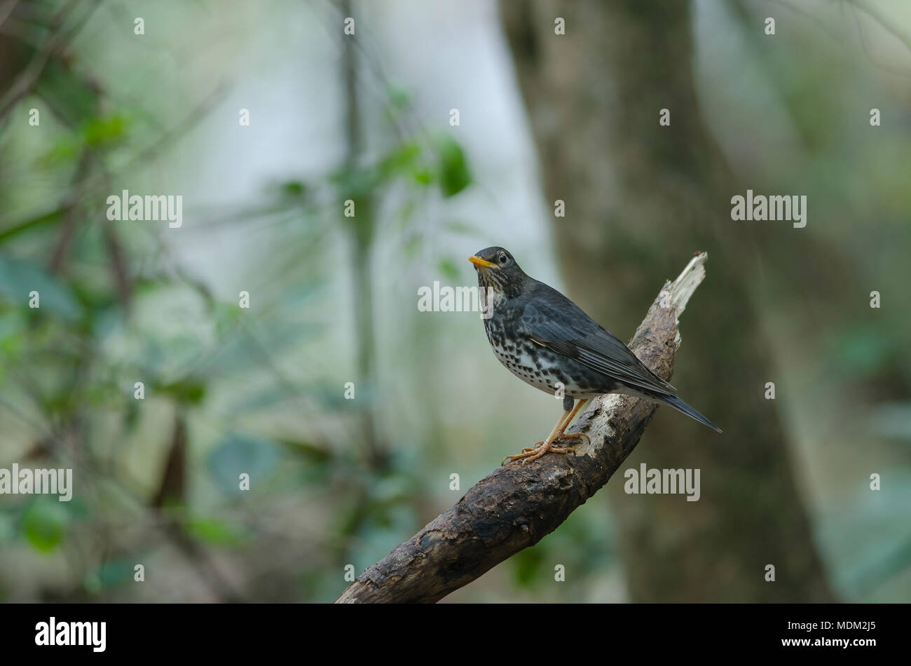 Japanese grey thrush hi-res stock photography and images - Alamy