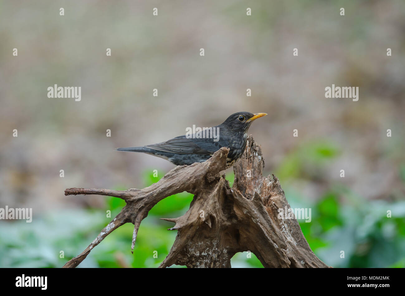 Japanese Grey Thrush High Resolution Stock Photography and Images - Alamy