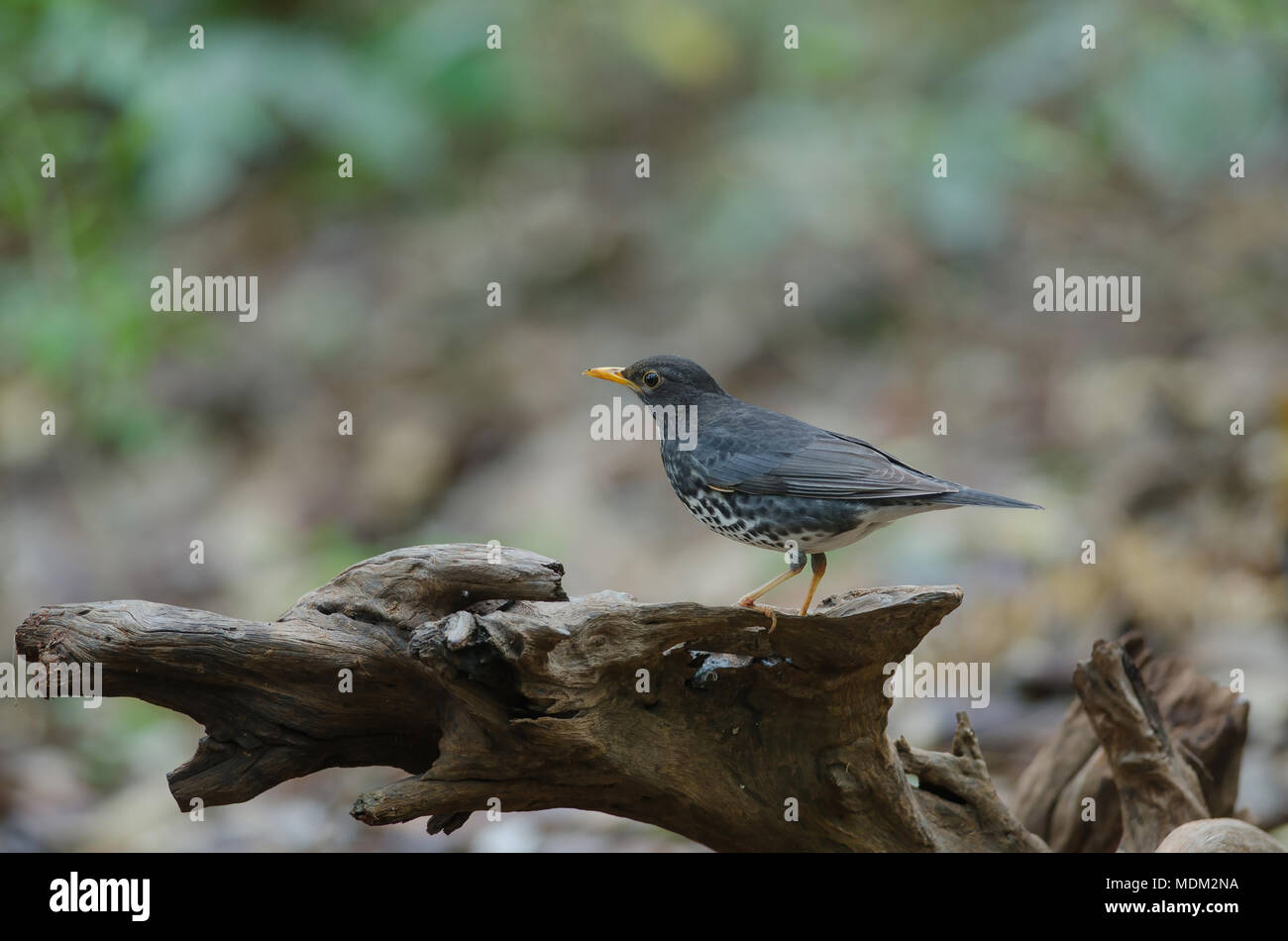 Japanese grey thrush hi-res stock photography and images - Alamy