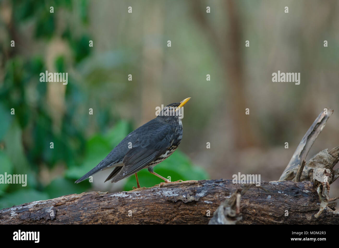 Japanese grey thrush hi-res stock photography and images - Alamy