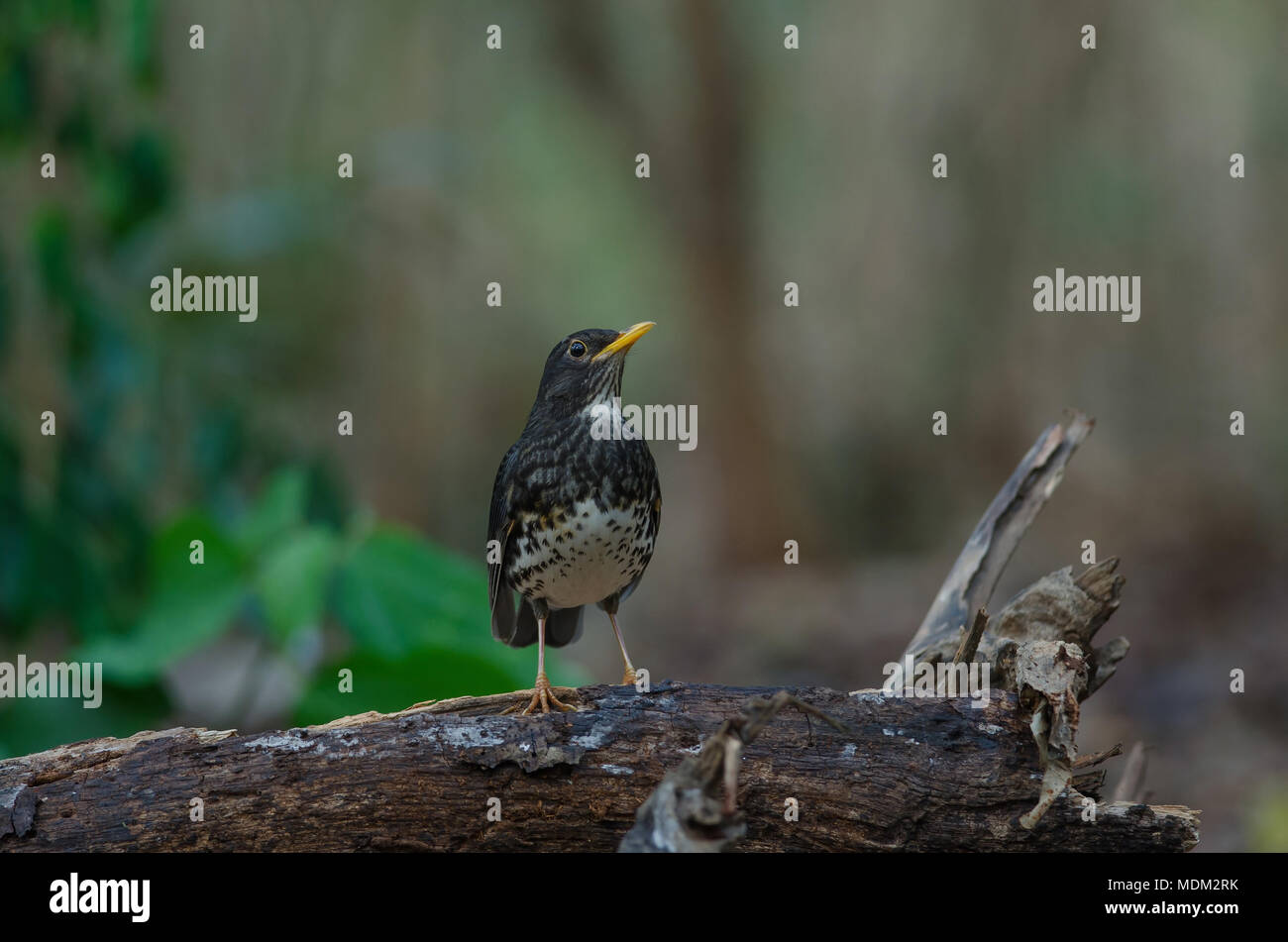 Japanese grey thrush hi-res stock photography and images - Alamy