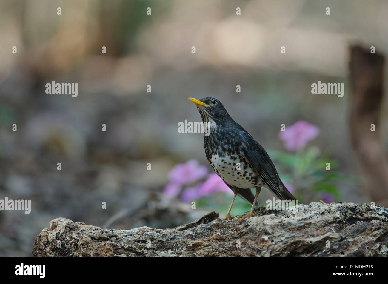 Japanese grey thrush hi-res stock photography and images - Alamy