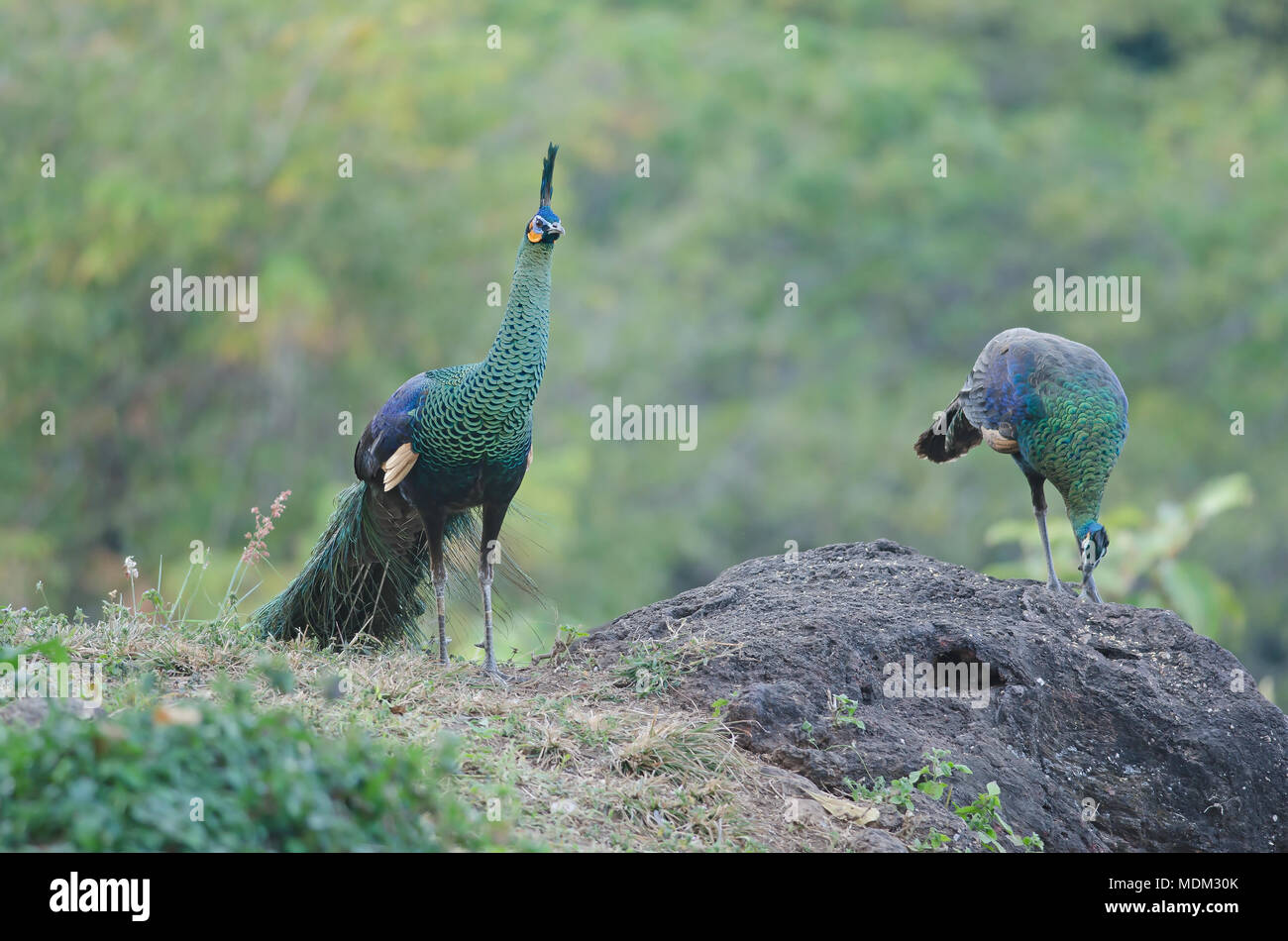 Green peafowl, Peacock in nature Thailand (Caesalpinia pulcherrima ...