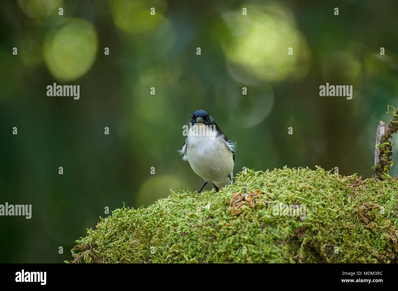 Dark-backed Sibia (Malacias melanoleucus) bird in nature Thailand Stock ...