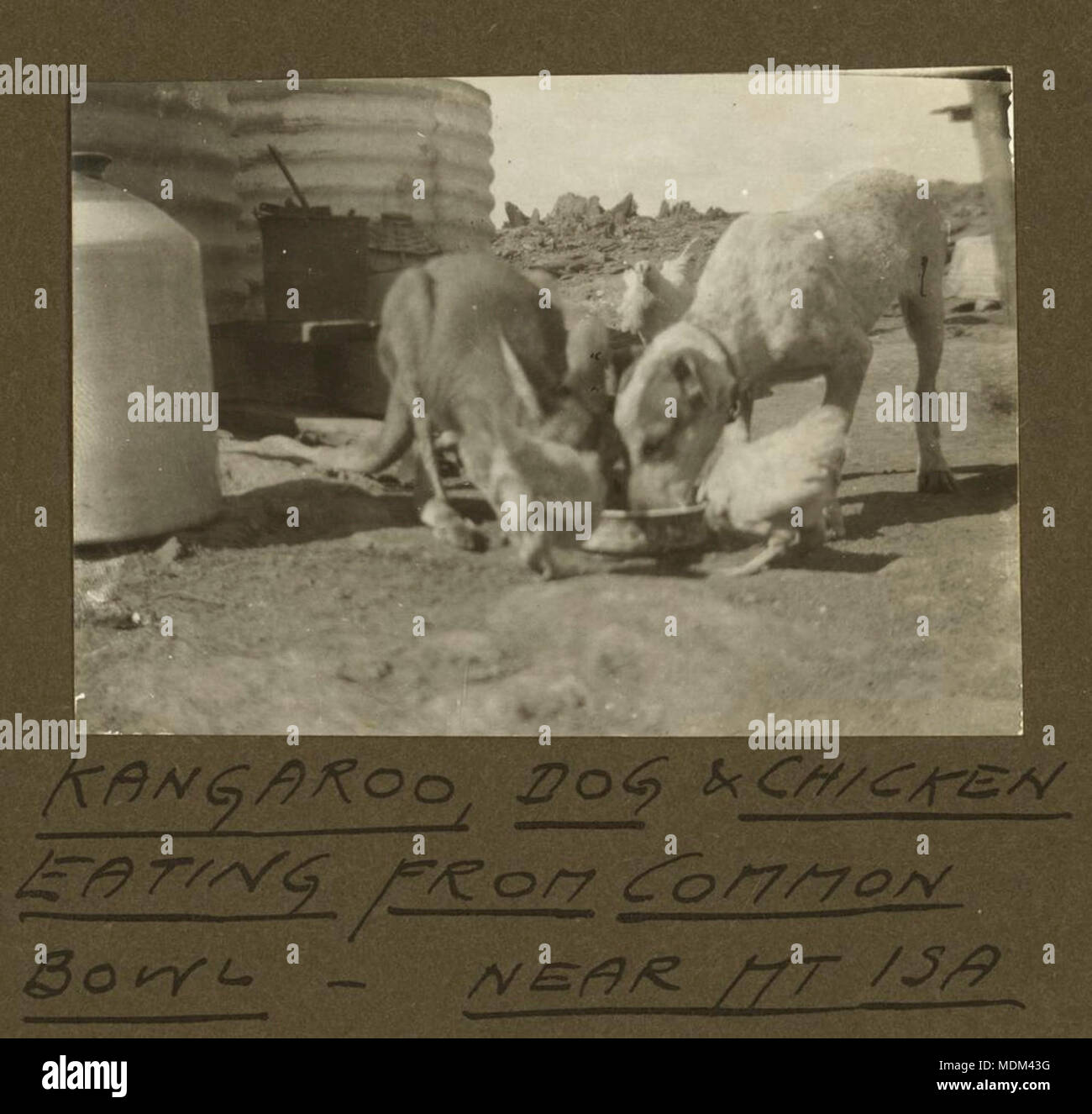 Kangaroo dog and chicken sharing a food bowl Mt Isa Stock Photo - Alamy