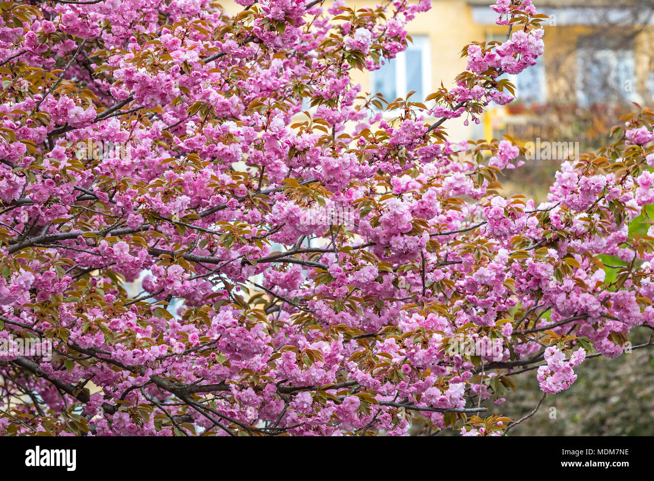 Parts of trees hi-res stock photography and images - Alamy
