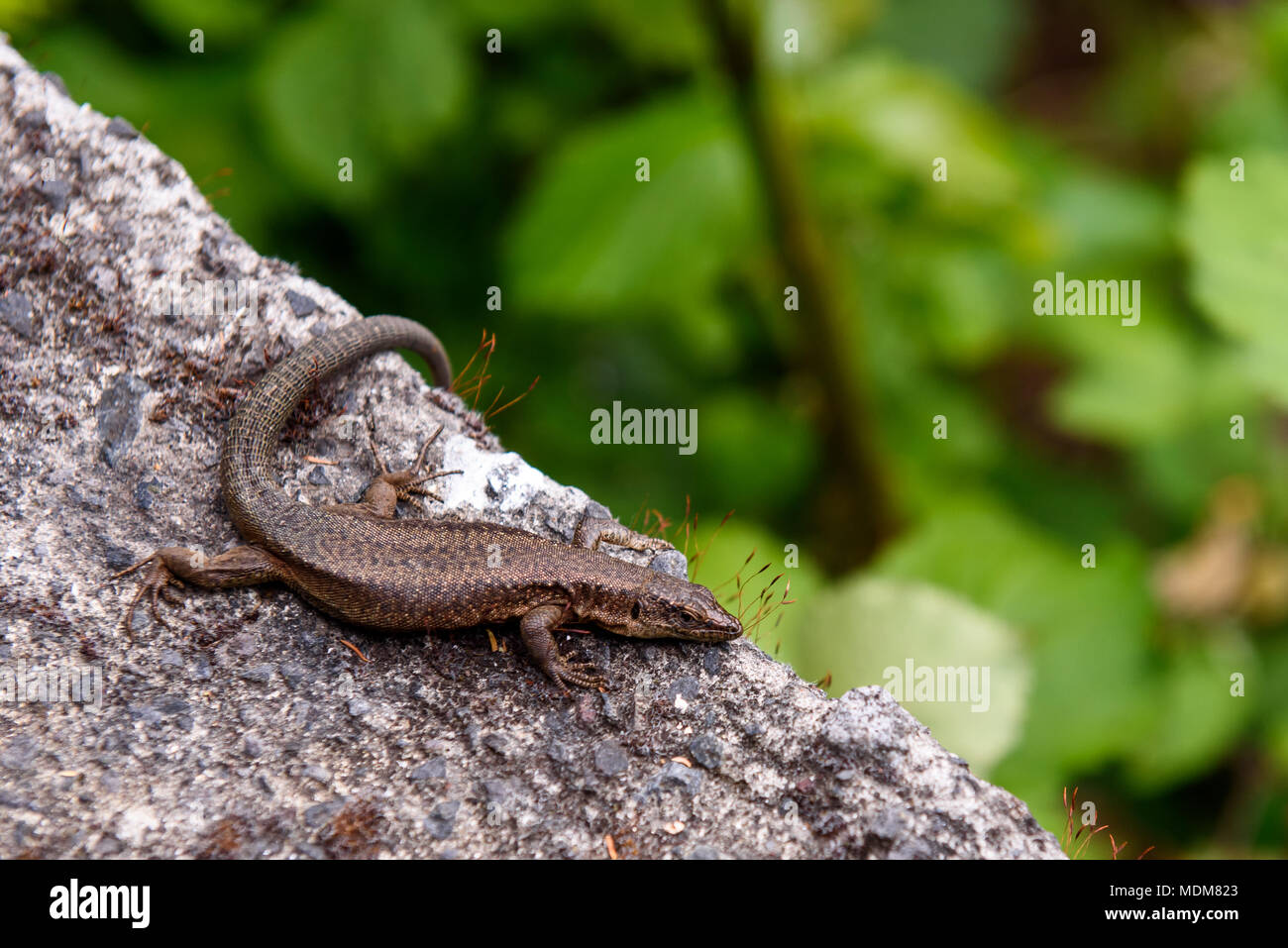 Madeiran wall lizard Stock Photo - Alamy