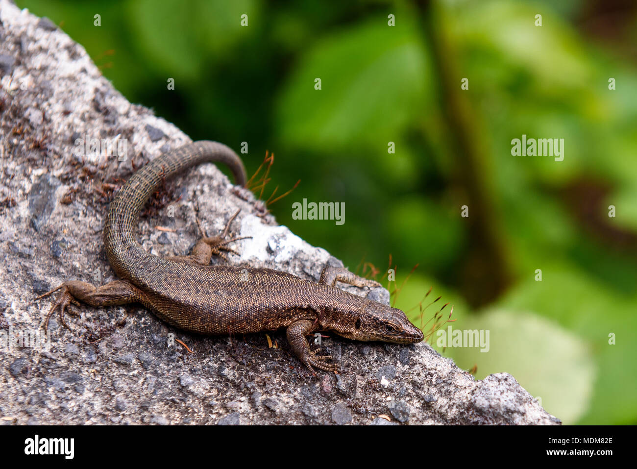 Lizard madeira island portugal hi-res stock photography and images - Alamy