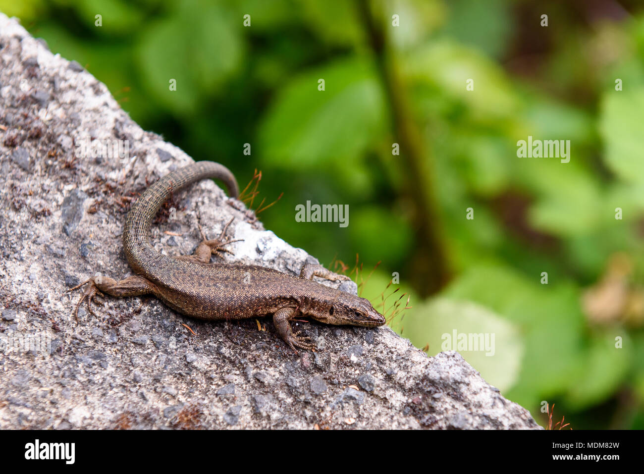 Lizard madeira island portugal hi-res stock photography and images - Alamy