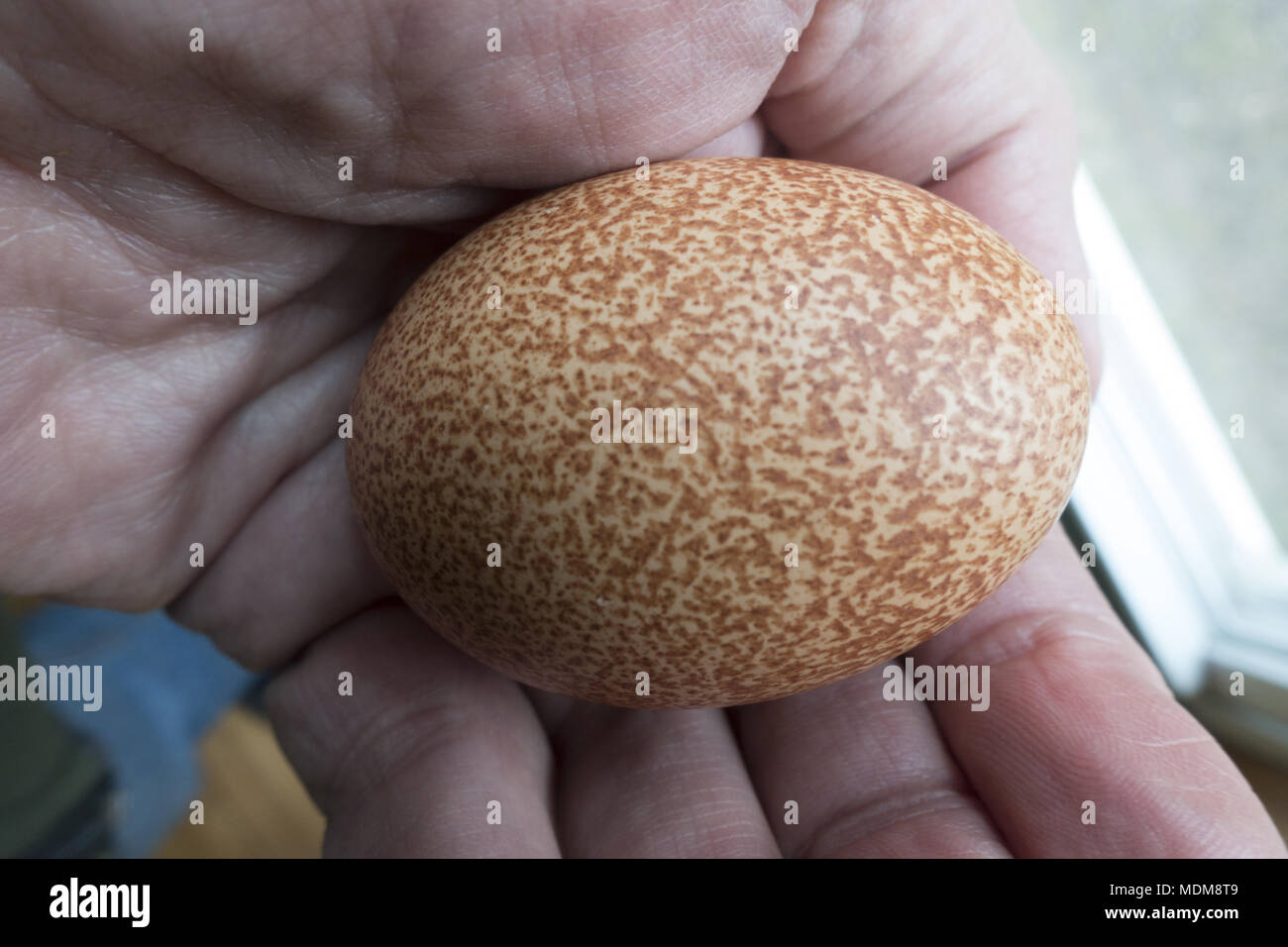 Speckled shell hi-res stock photography and images - Alamy